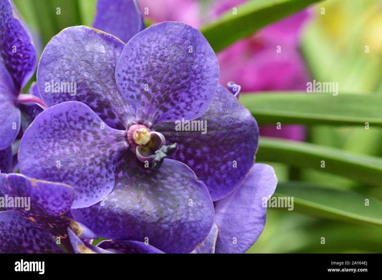 Beautiful purple orchid, phalaenopsis Stock Photo - Alamy