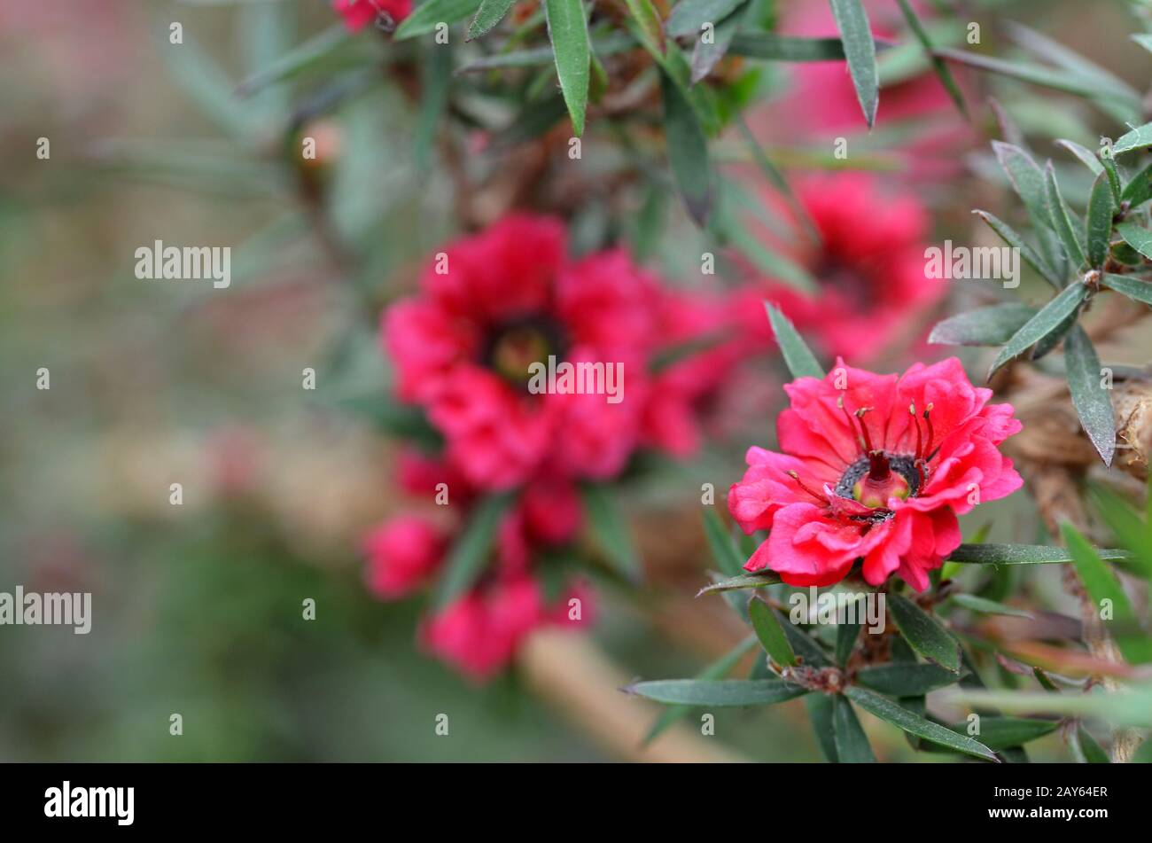 Pink manuka hi-res stock photography and images - Alamy