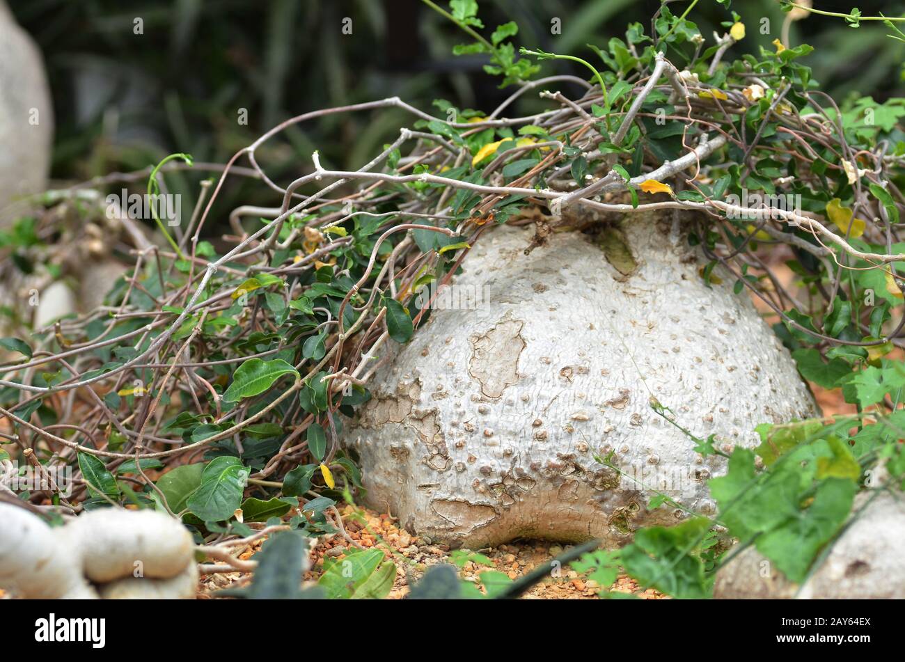 Rock-like Elephant Foot plant Stock Photo - Alamy