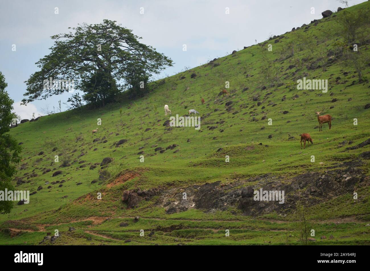 Forest logging and overgrazing causes slope erosion at the foothills of ...