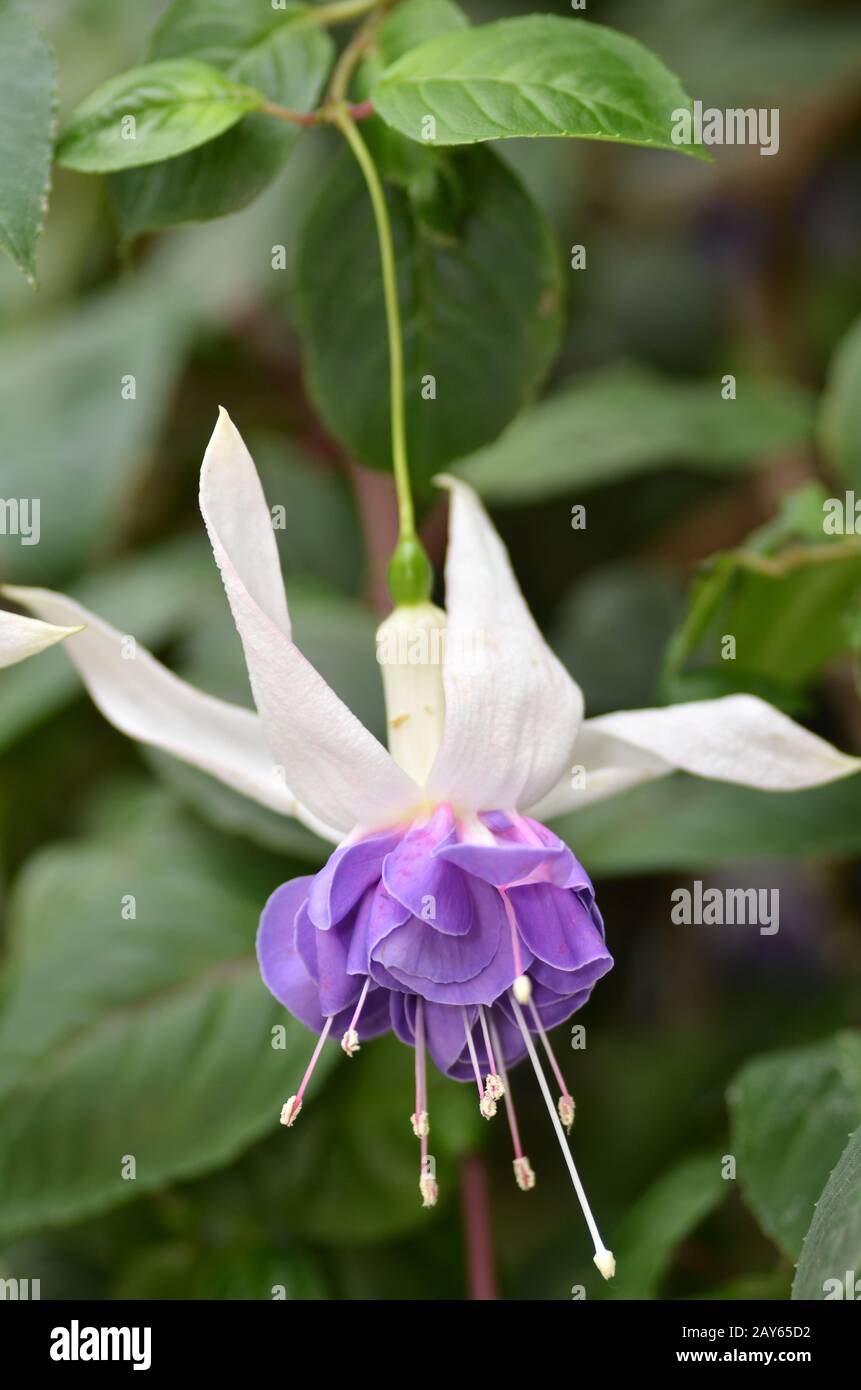 Purple Ballerina flower Stock Photo - Alamy