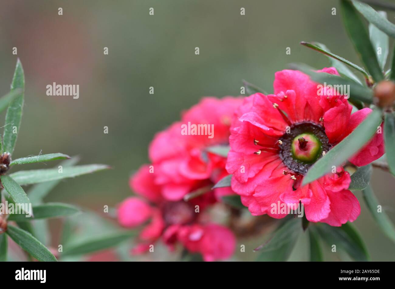 Manuka myrtle white-pink flower blooming Stock Photo - Alamy