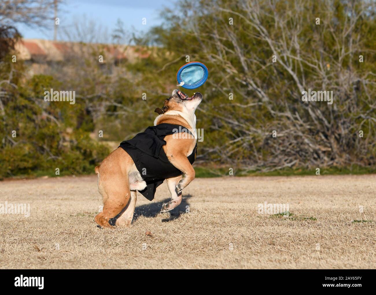 English bulldog jumping up to catch a disc in the air Stock Photo - Alamy