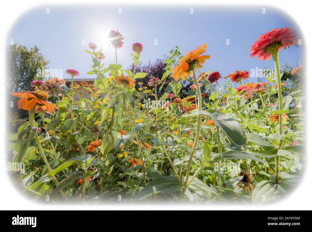 Flowers in sunshine Stock Photo - Alamy