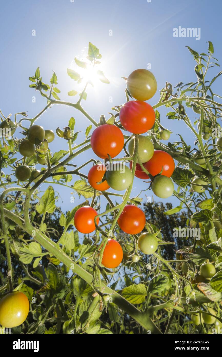 Tomatoes in the sunshine Stock Photo - Alamy