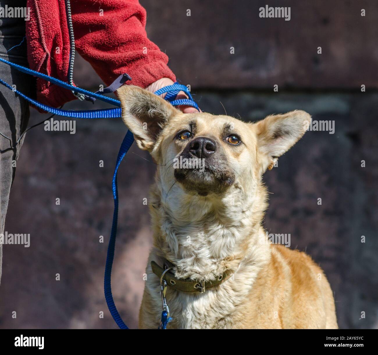 Woman training outbred dog in hi-res stock photography and images - Alamy