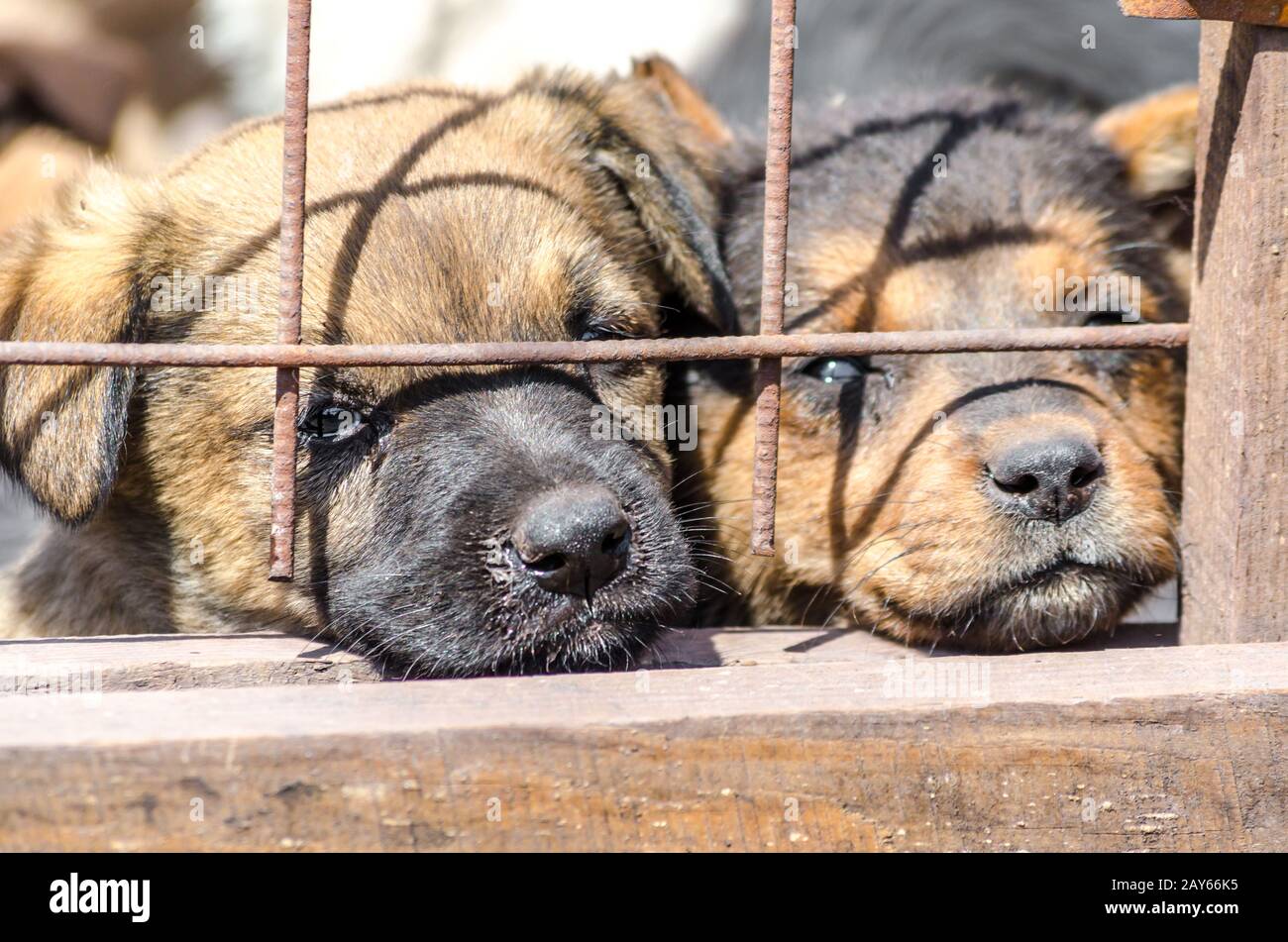 two purebred puppies muzzle behind bars in a shelter Stock Photo - Alamy