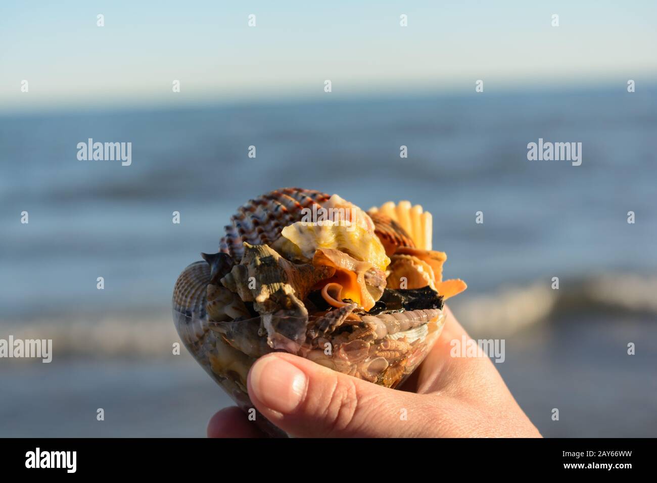 Hand holding collected colorful shells in the hand - depth of field ...