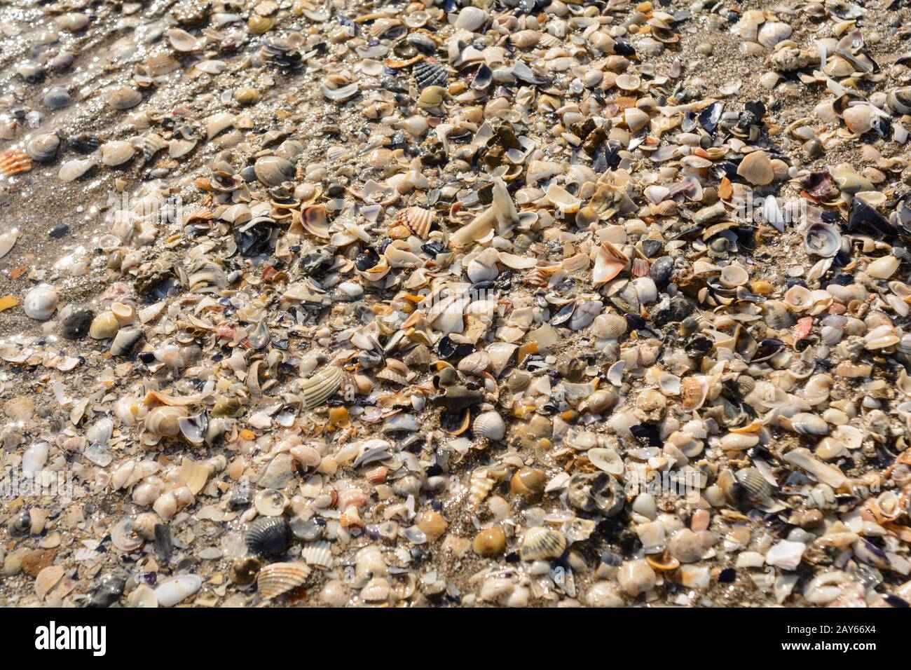 Washed up shells hi-res stock photography and images - Alamy