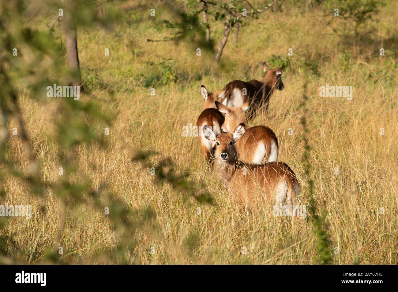 Deer in Wildlife park Uganda Lake Mmburro Stock Photo - Alamy