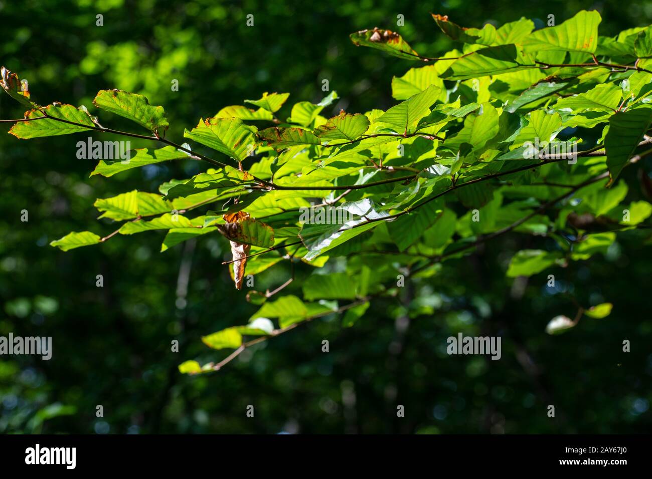 Green beech tree hi-res stock photography and images - Alamy