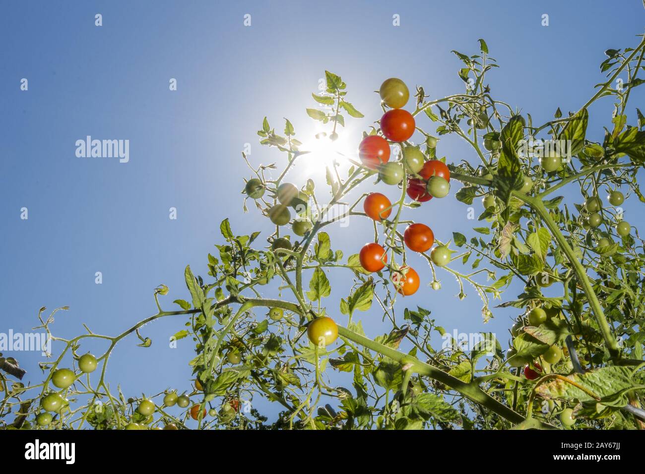 Tomatoes in the sunshine Stock Photo - Alamy