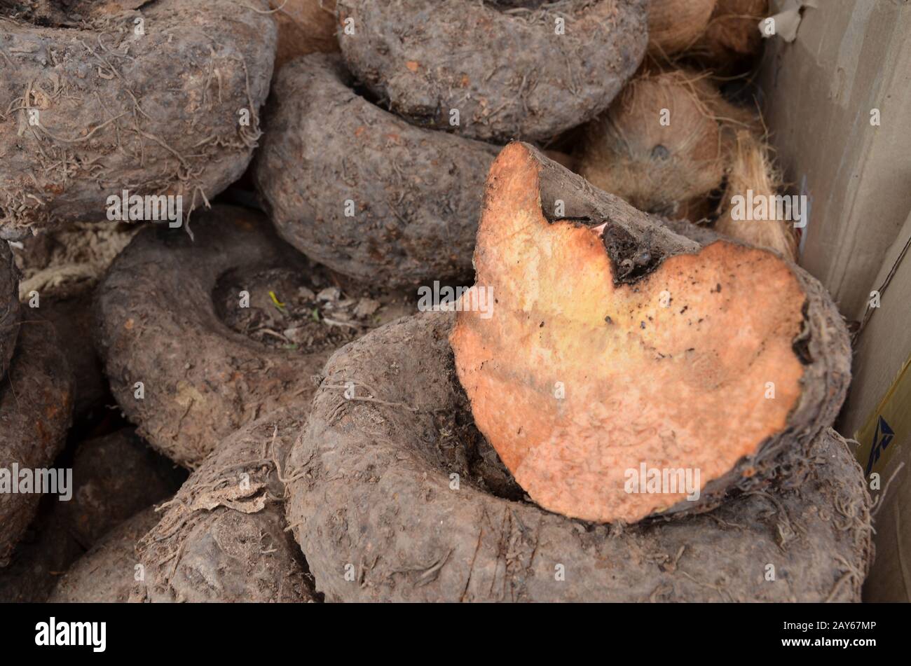 Elephant yam plant hi-res stock photography and images - Alamy