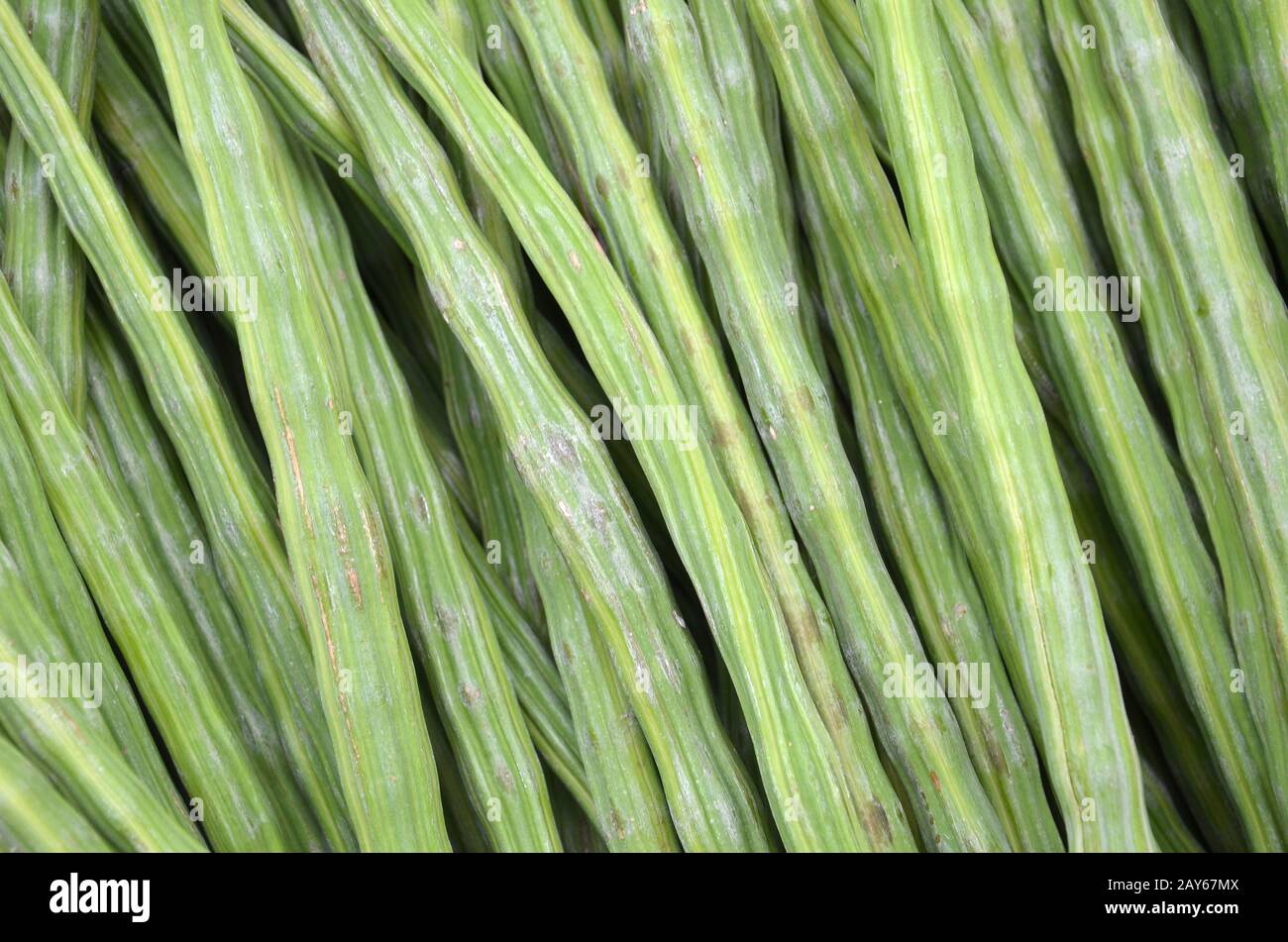 Drumstick tree fruit hi-res stock photography and images - Alamy