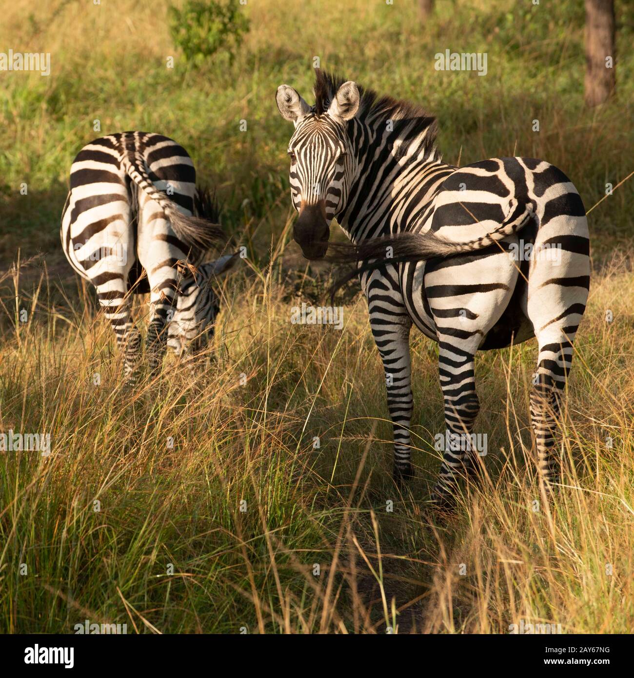 Zebra Looking back in grasslands in Uganda Stock Photo - Alamy