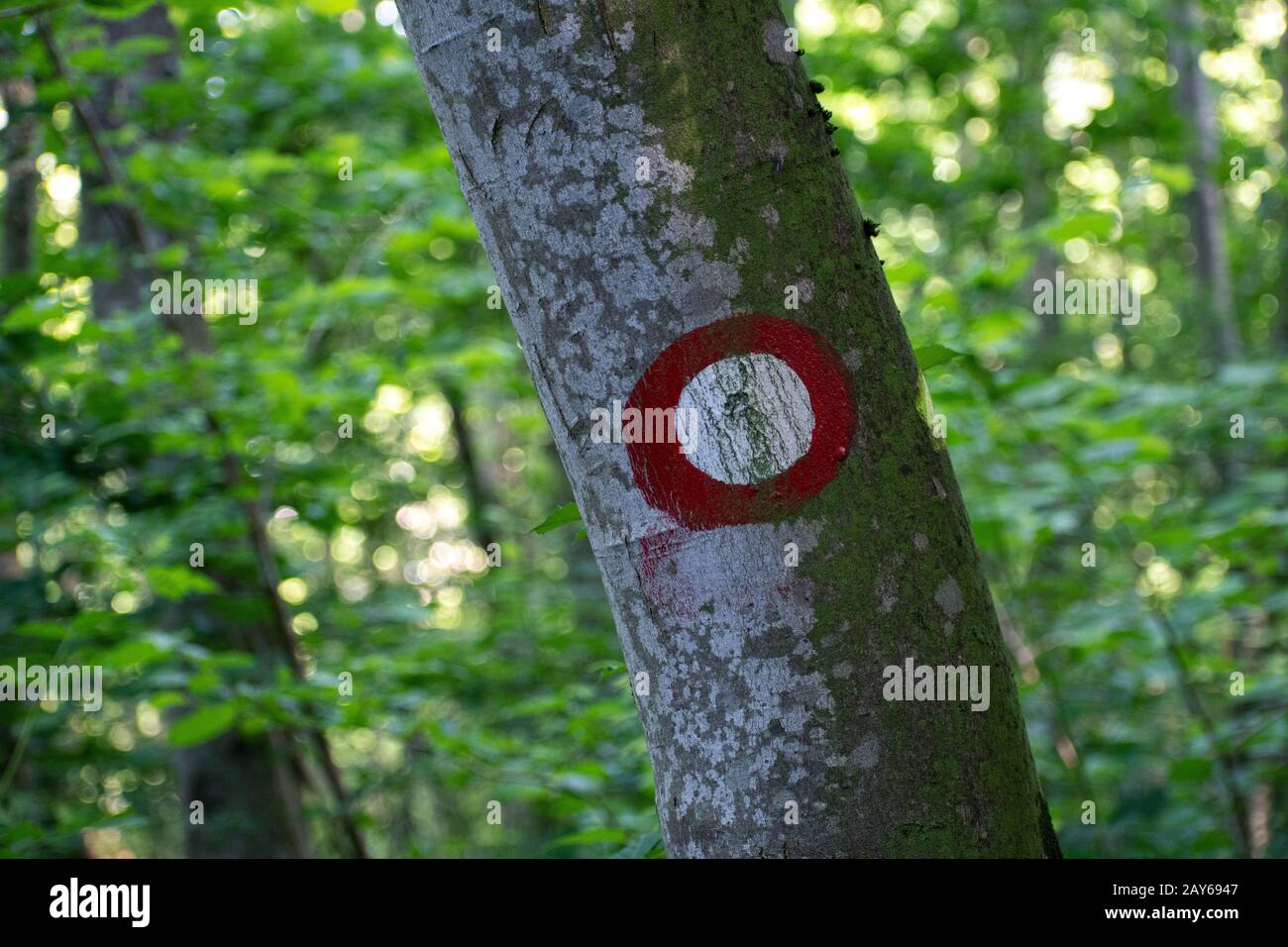 Mark Tree High Resolution Stock Photography and Images - Alamy