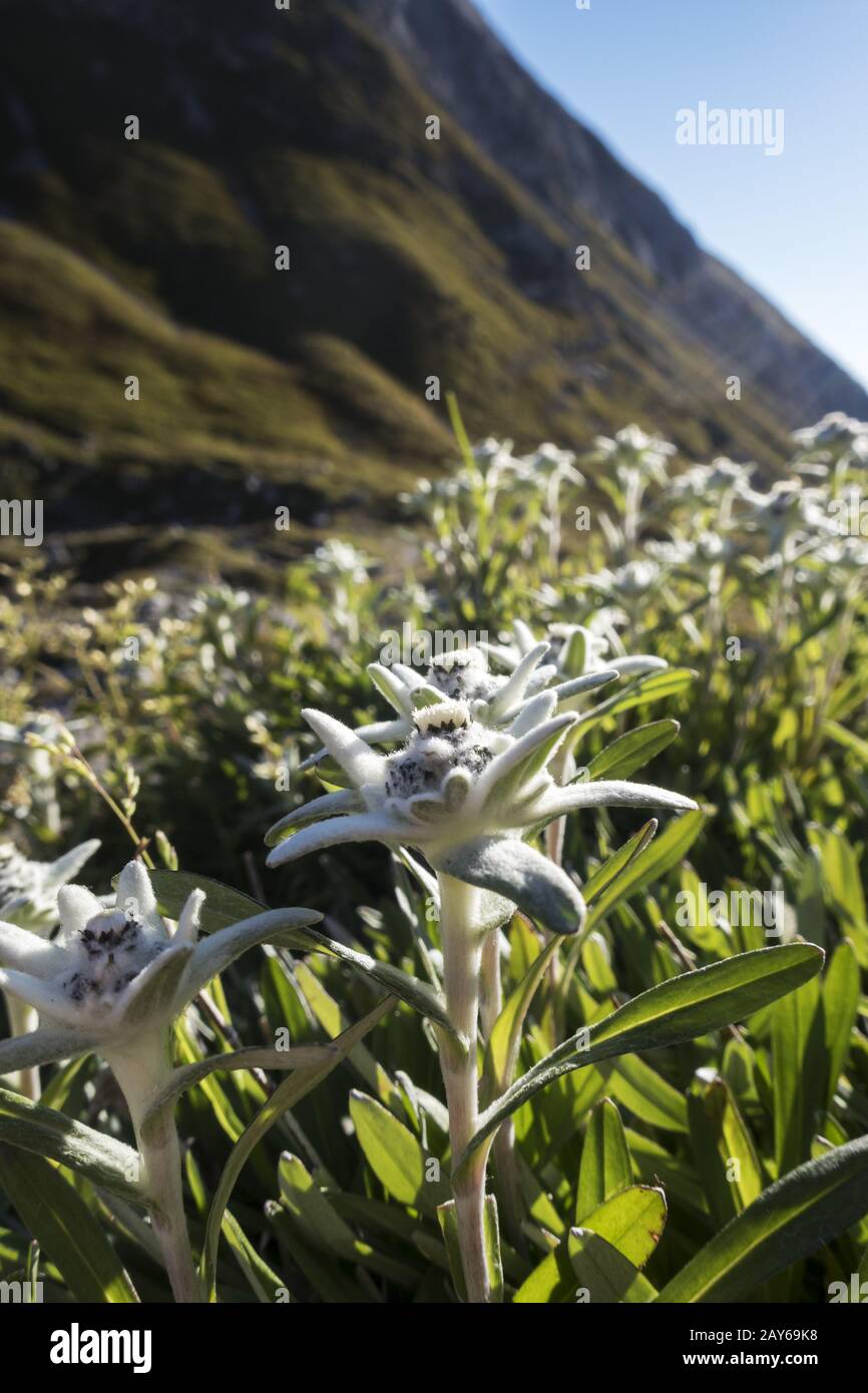 Edelweiss in the Alps Stock Photo - Alamy
