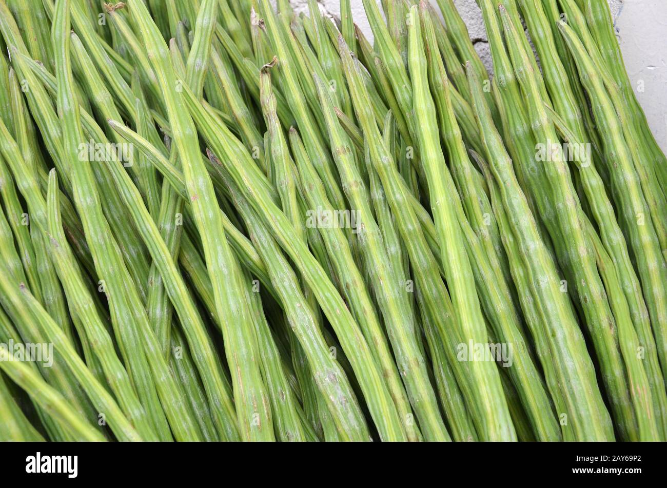 Drumstick tree fruit hi-res stock photography and images - Alamy