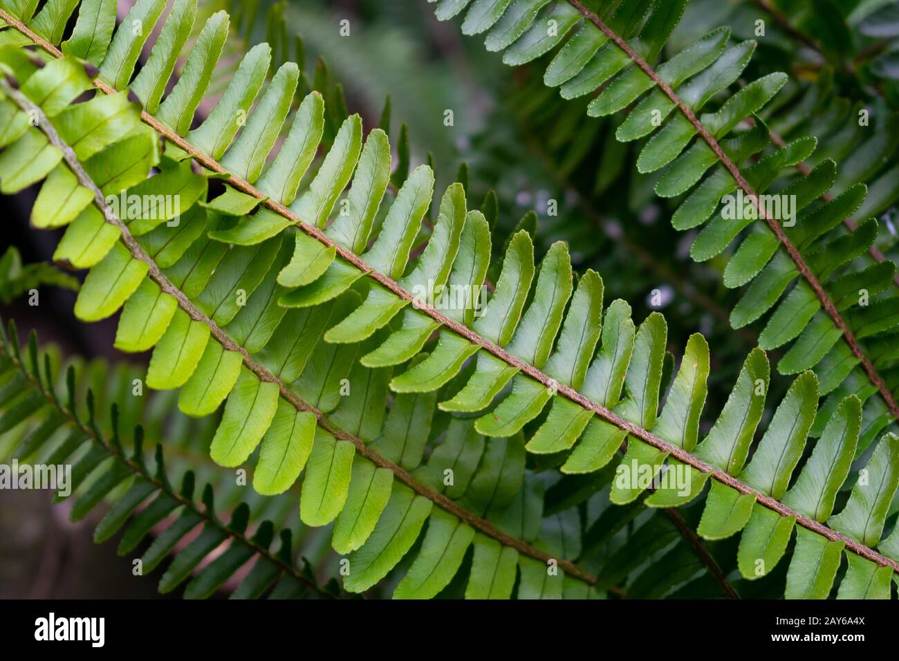 Northern maidenhair fern (Adiantum pedatum Stock Photo - Alamy