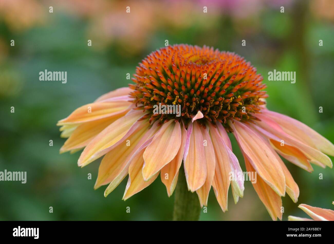 Singapore daisy leaf hi-res stock photography and images - Alamy