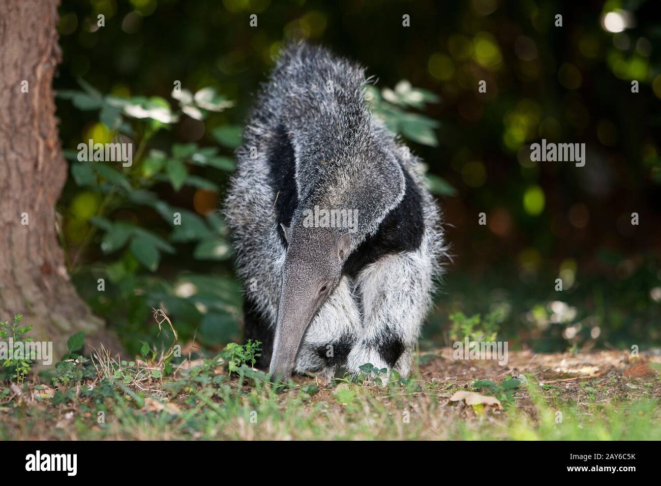 Giant Anteater, myrmecophaga tridactyla, Young Female Stock Photo - Alamy