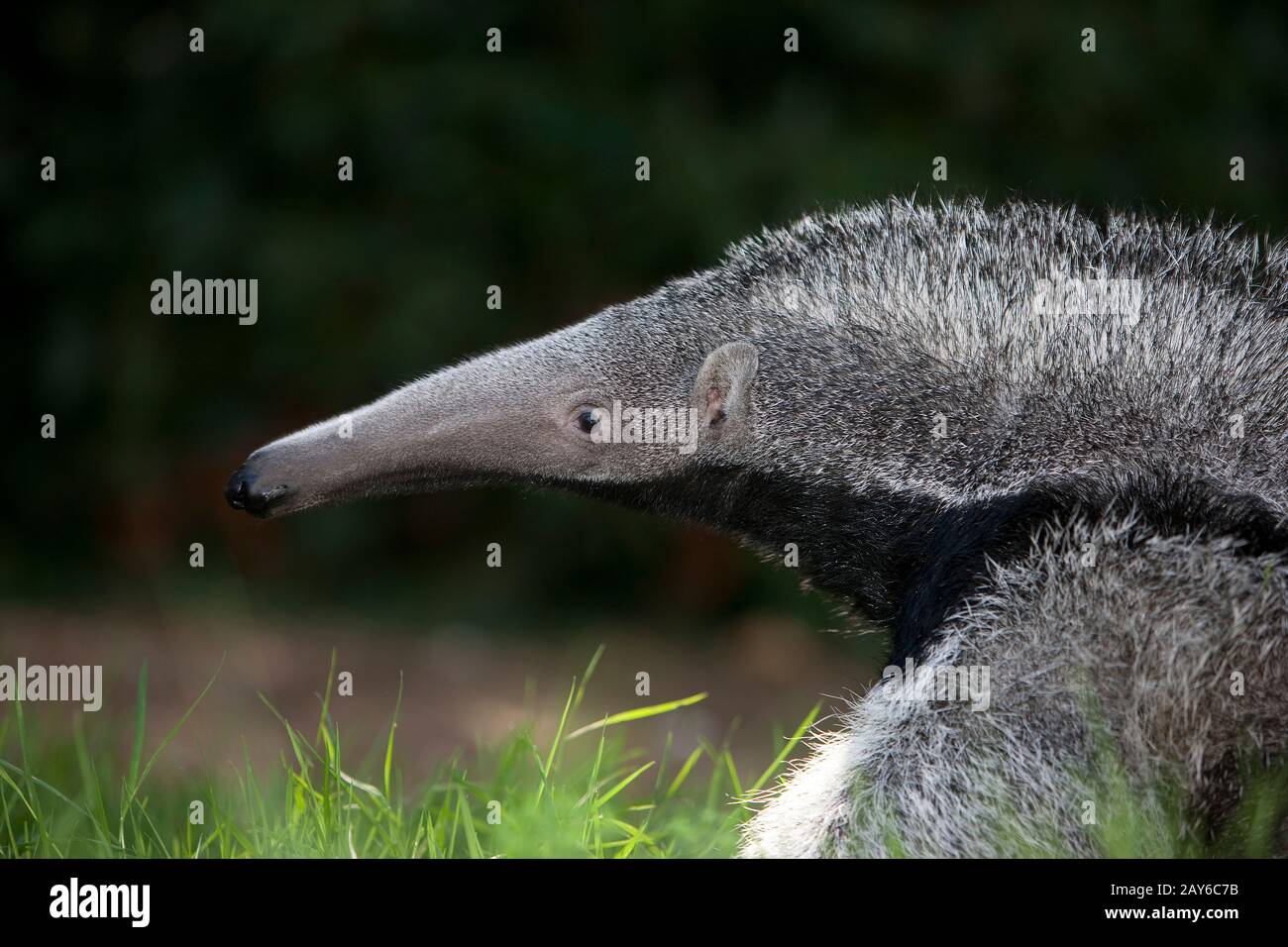Giant Anteater, myrmecophaga tridactyla, Young Female Stock Photo - Alamy