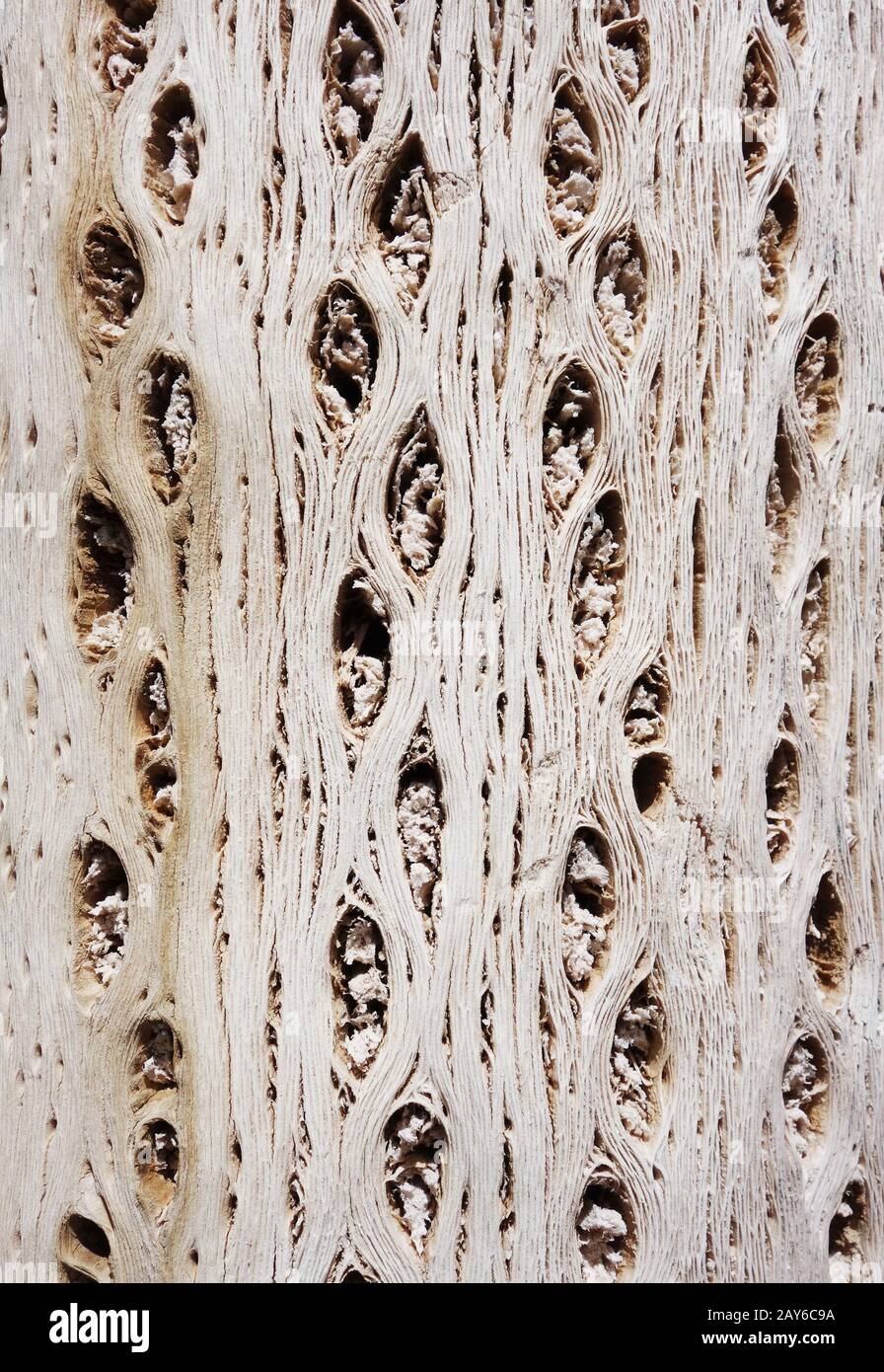 Cactus wood bark texture Stock Photo - Alamy