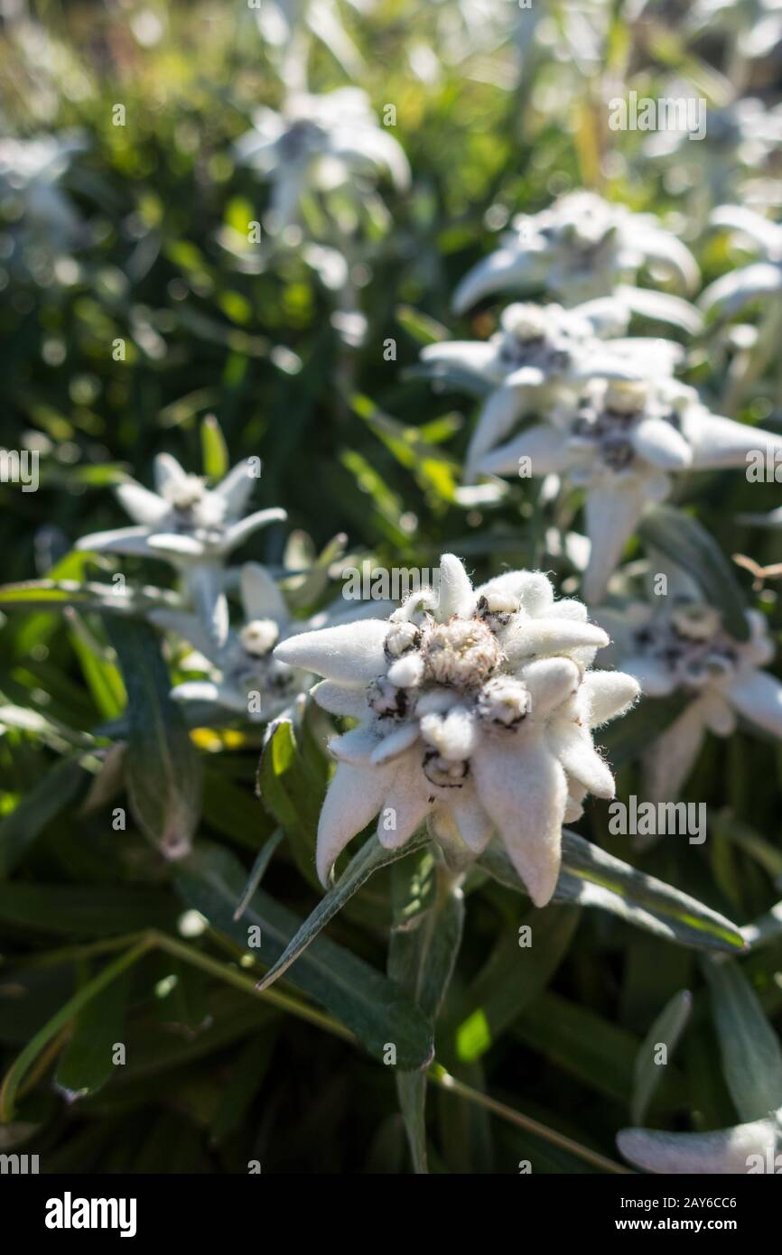 Edelweiss in the Alps Stock Photo - Alamy