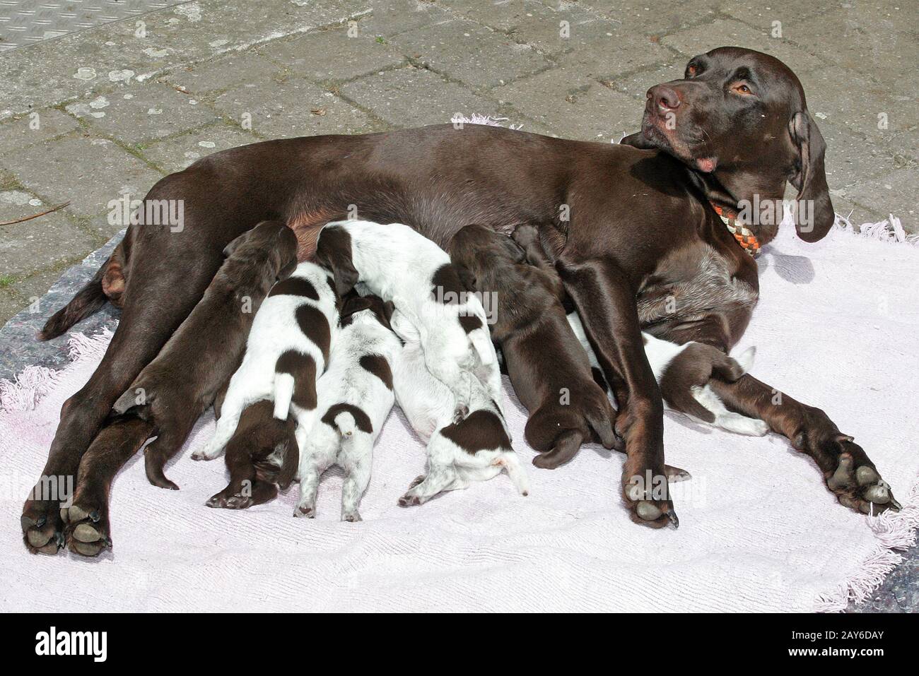 Hunting dog with puppies Stock Photo - Alamy
