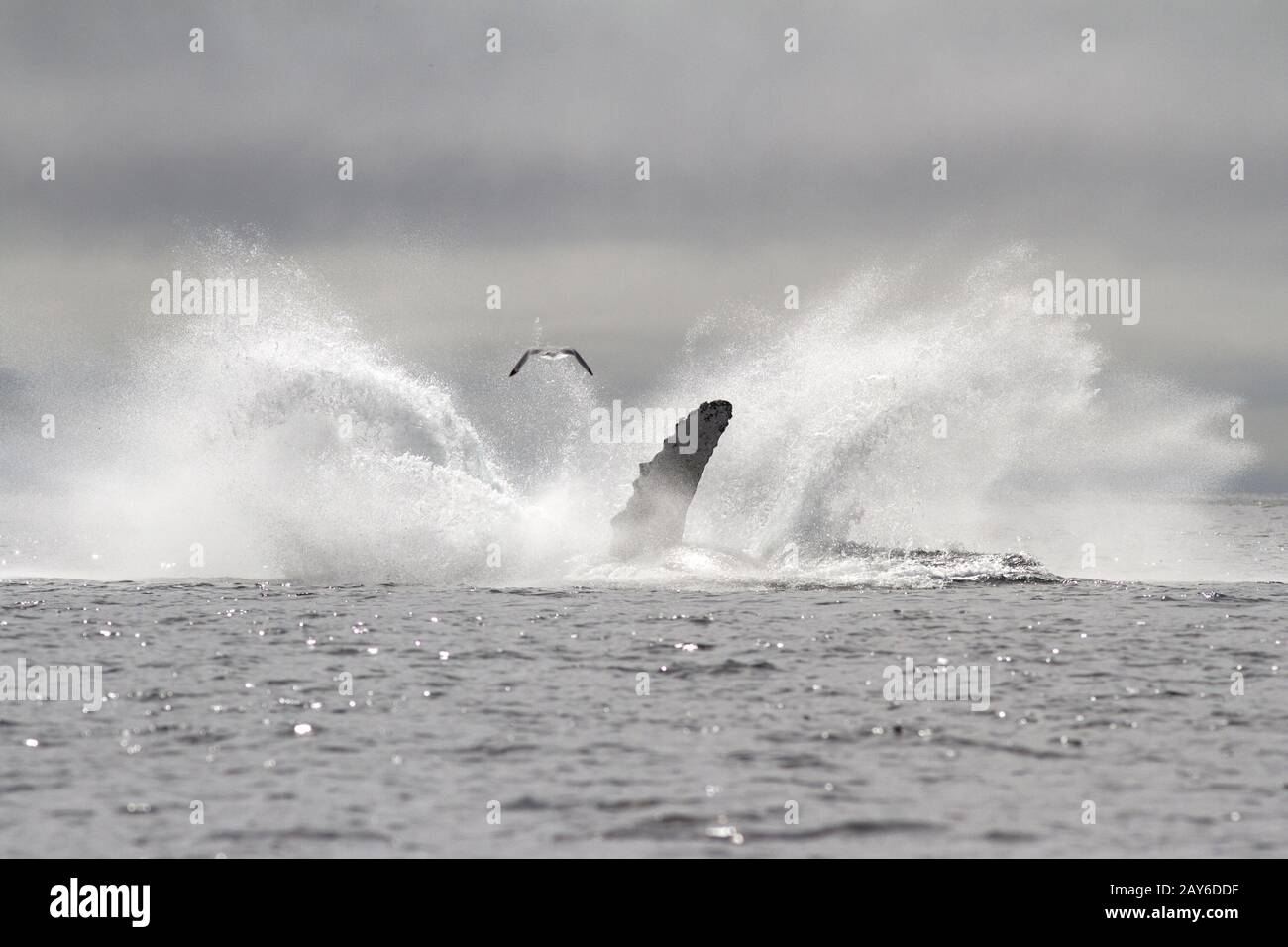 humpback whale leaped into the sea in a fountain spray Stock Photo - Alamy