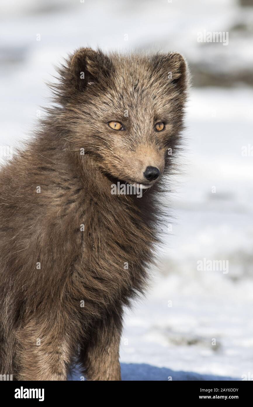 Portrait of a Commandes blue arctic fox on the background of the winter ...