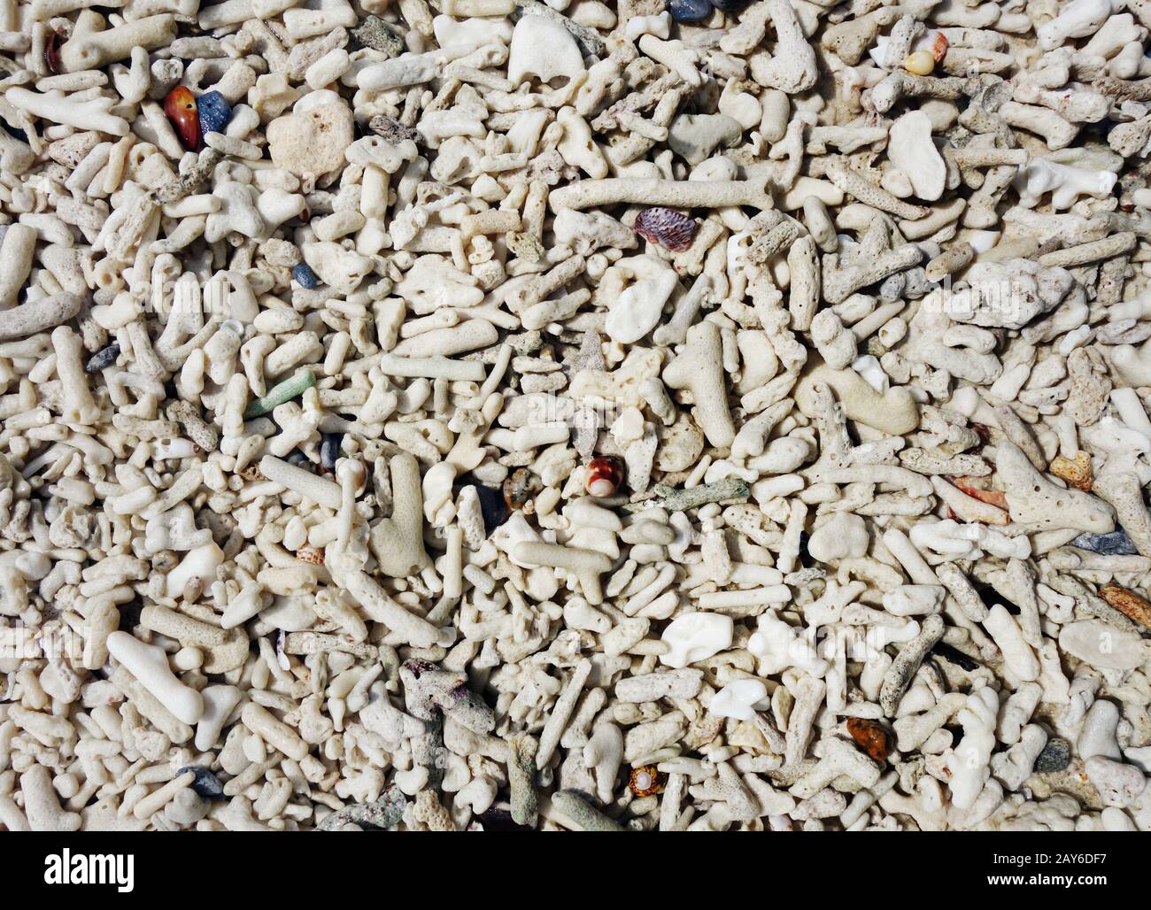 coral fragments background wallpaper Stock Photo - Alamy