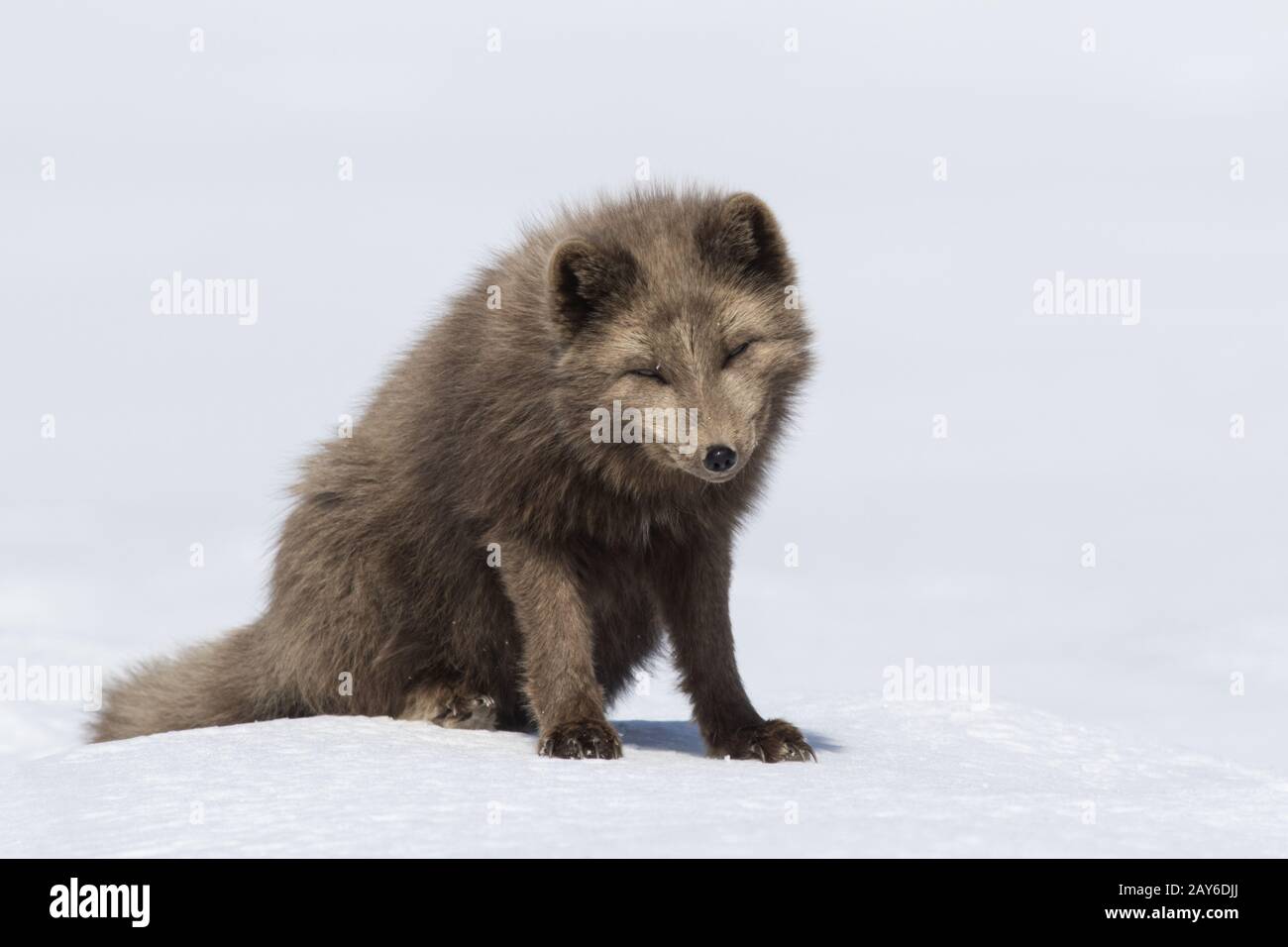 Arctic fox head in snow hi-res stock photography and images - Alamy