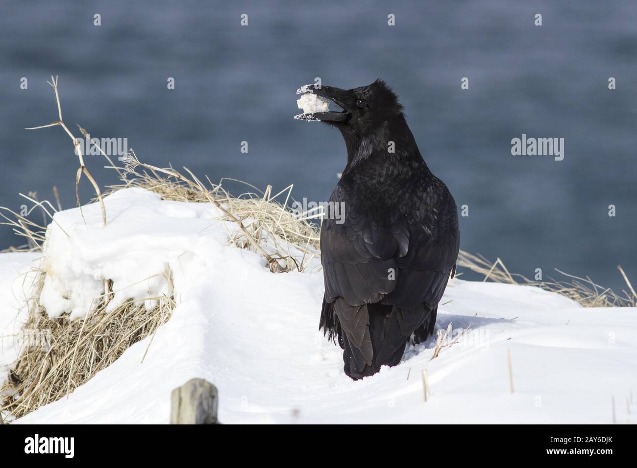 Raven In The Snow High Resolution Stock Photography and Images - Alamy