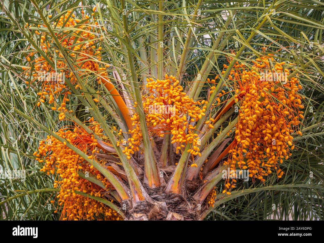 Date cluster hanging hi-res stock photography and images - Alamy