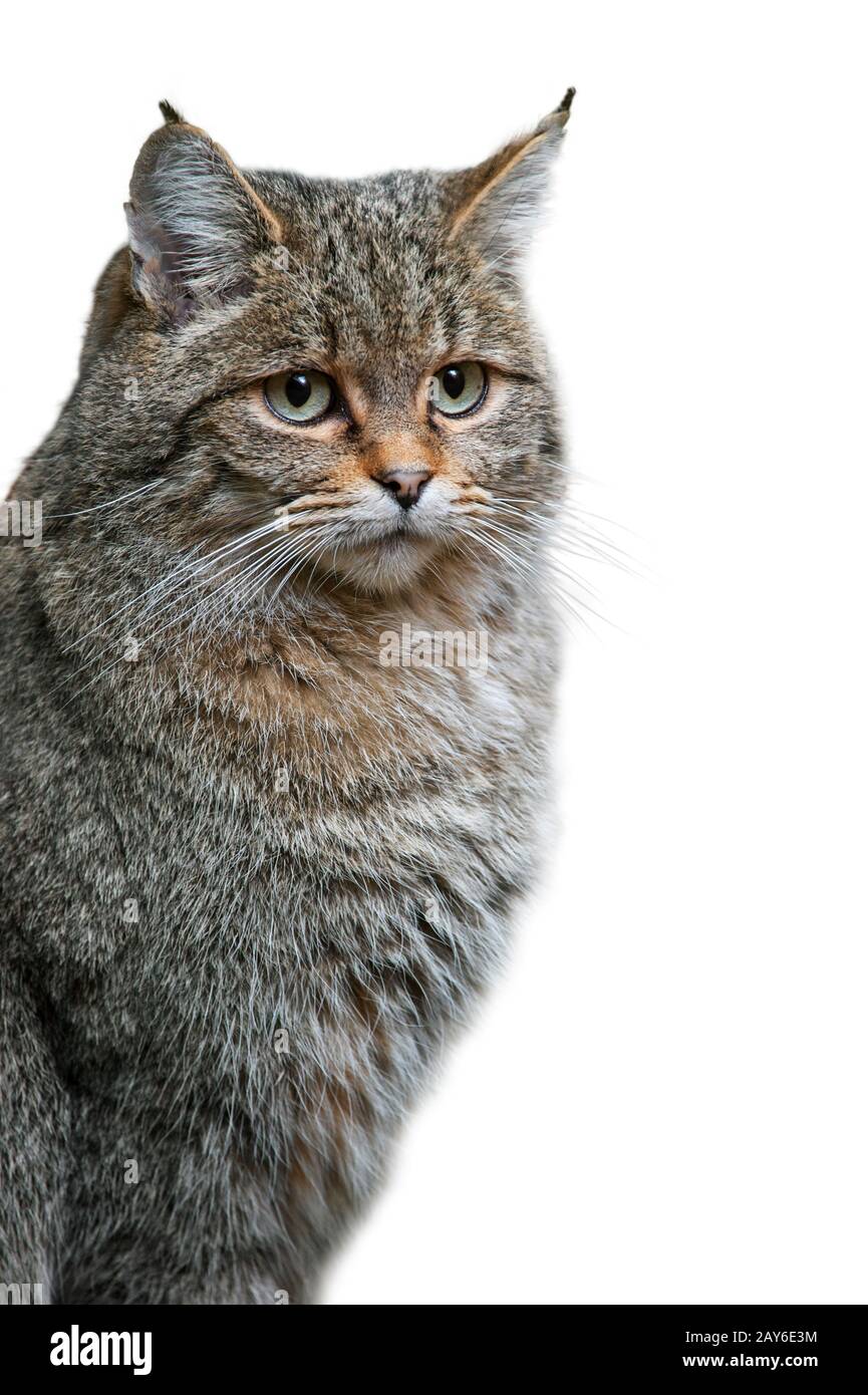 European wildcat cutout hi-res stock photography and images - Alamy