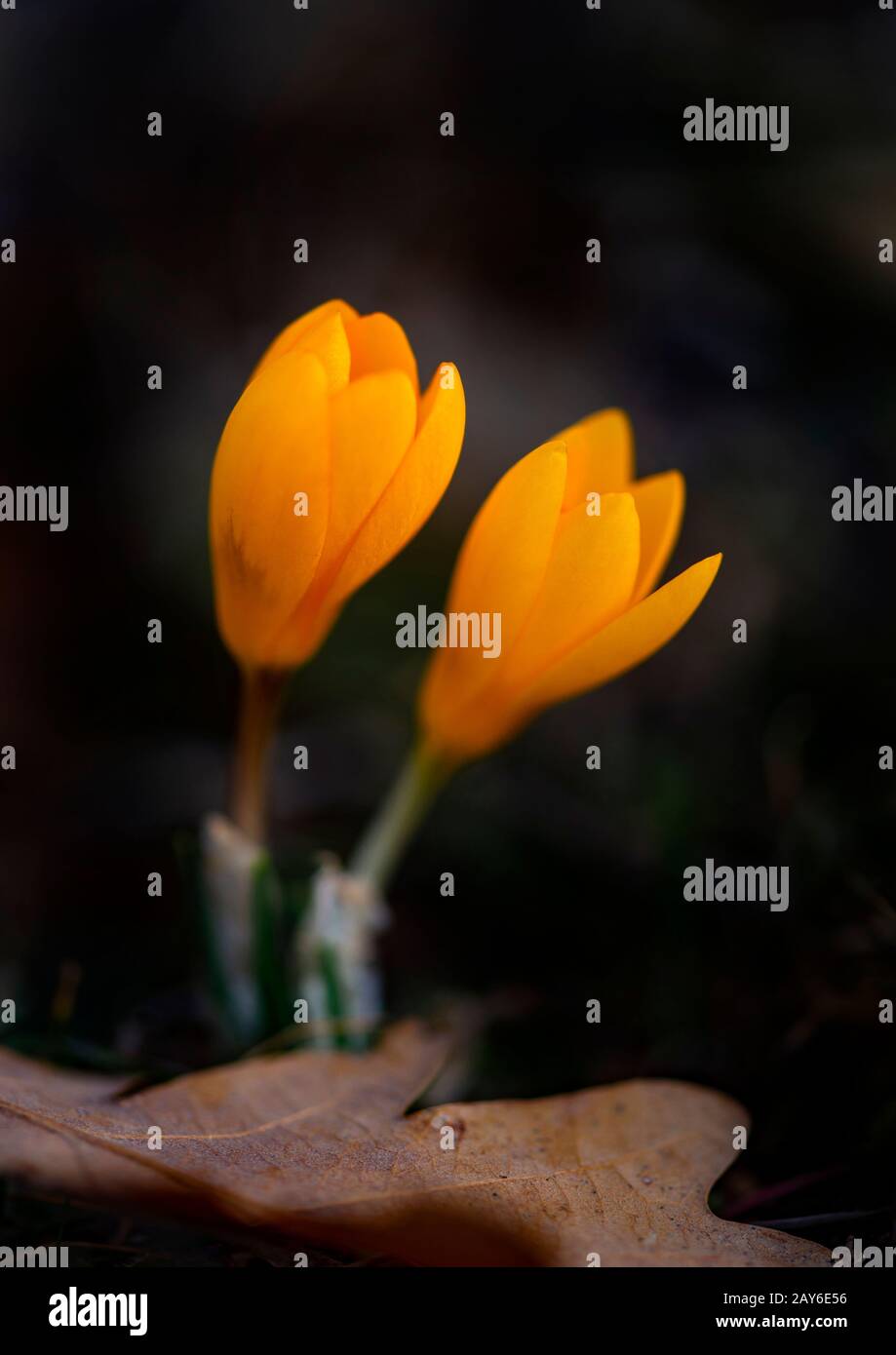 Yellow mammoth crocus hi-res stock photography and images - Alamy