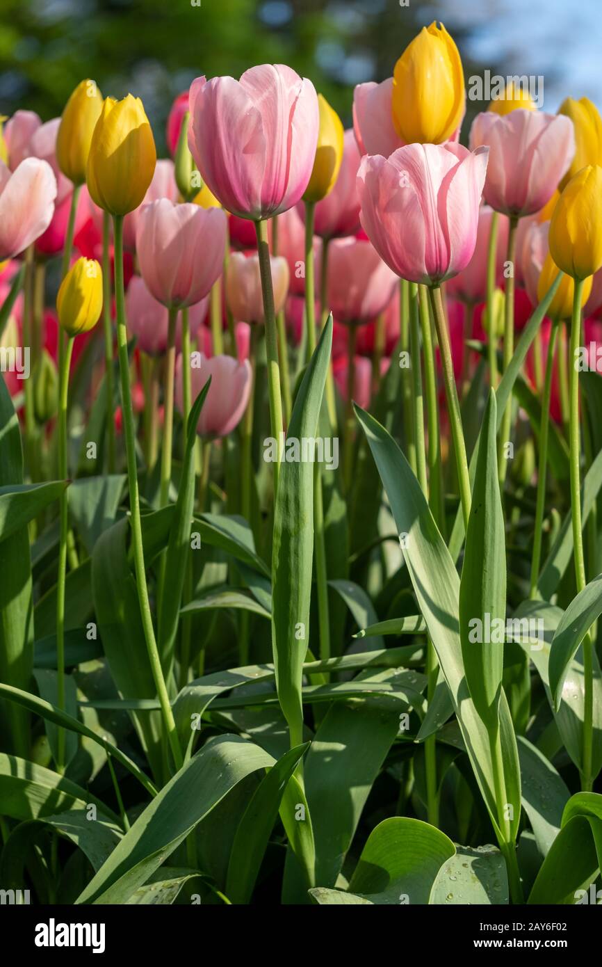 Keukenhof, Netherlands. Colourful pink tulips on display at Keukenhof ...