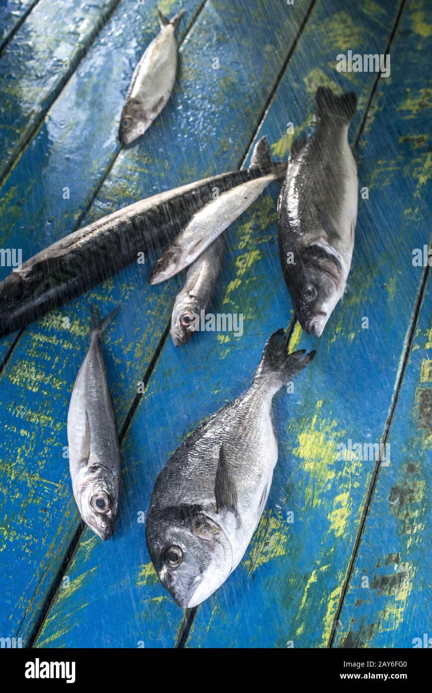 Wash fish. Sea bream, sea bass, mackerel and sardines Stock Photo - Alamy