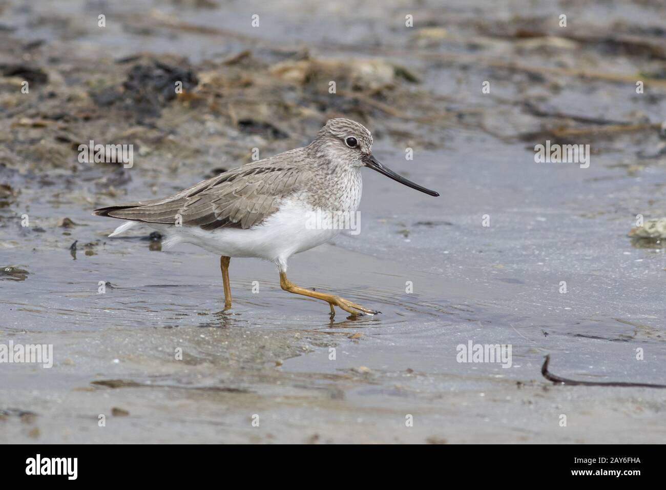 Terek Sandpiper spring day walking through the shallow water of the ...