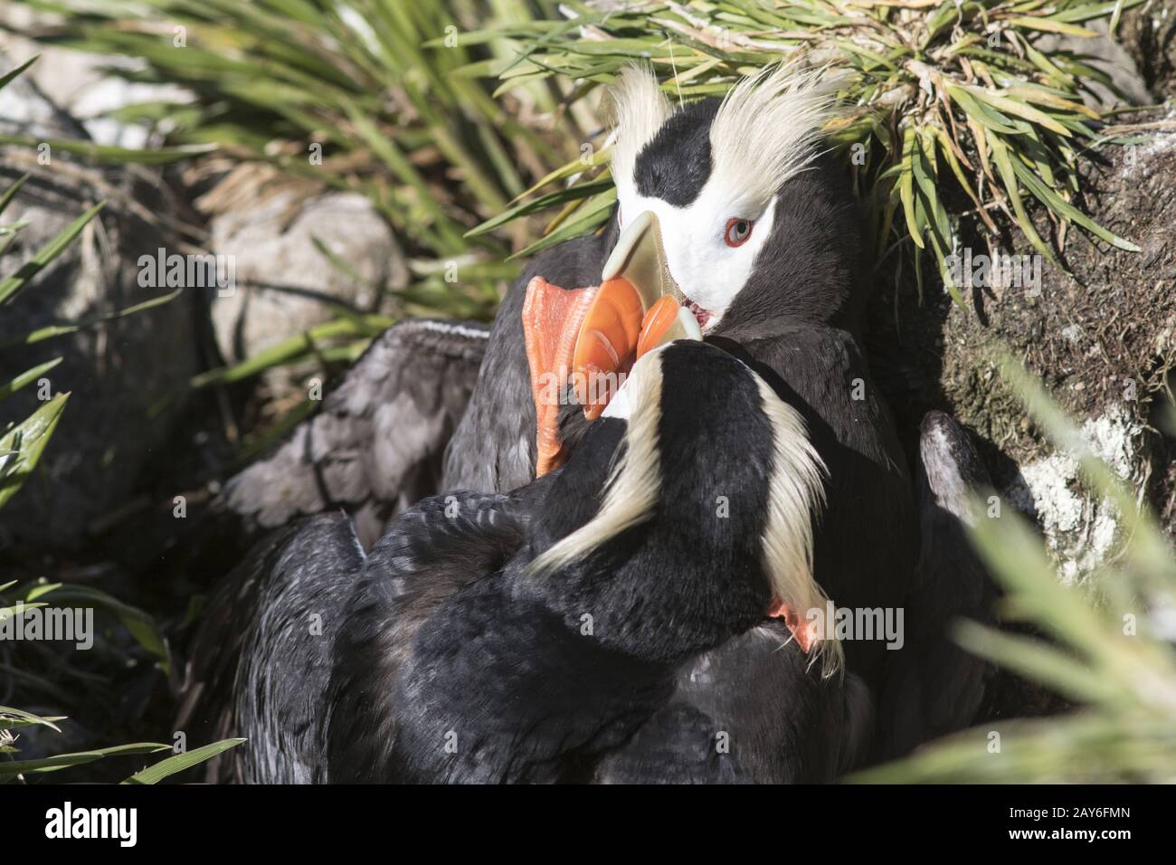 two males Tufted puffins during the fight for a nesting site Stock ...