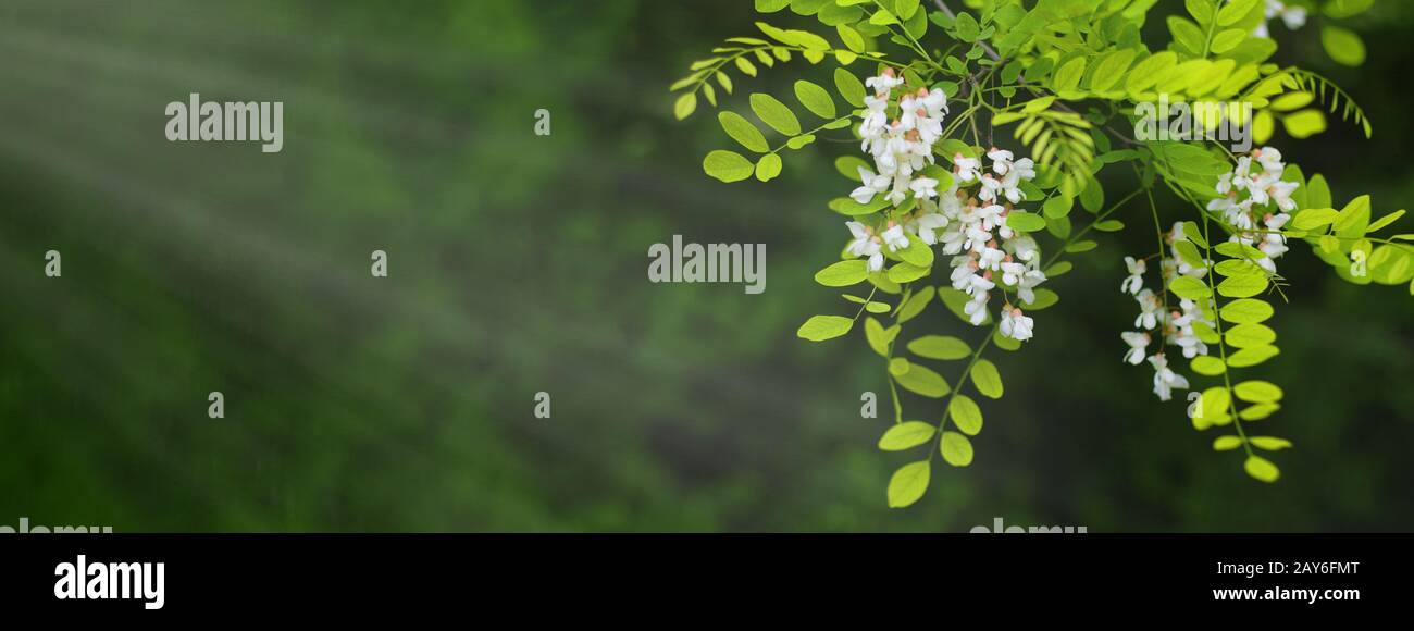 Acacia tree flowers blooming in hi-res stock photography and images - Alamy