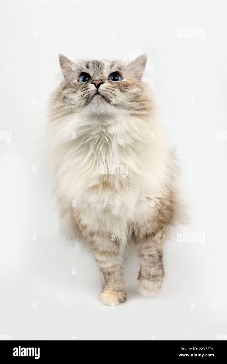 White and seal tabby point siberian domestic cat hi-res stock ...