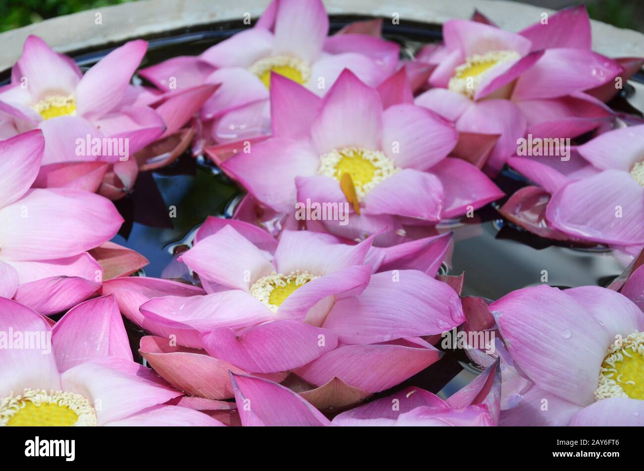 Blossom lotus flowers in water pond Stock Photo - Alamy