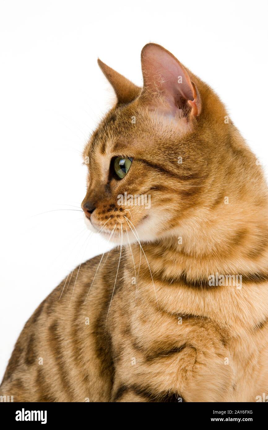 Brown Spotted Tabby Cat | Red Silver Blotched Tabby – PUNMCW