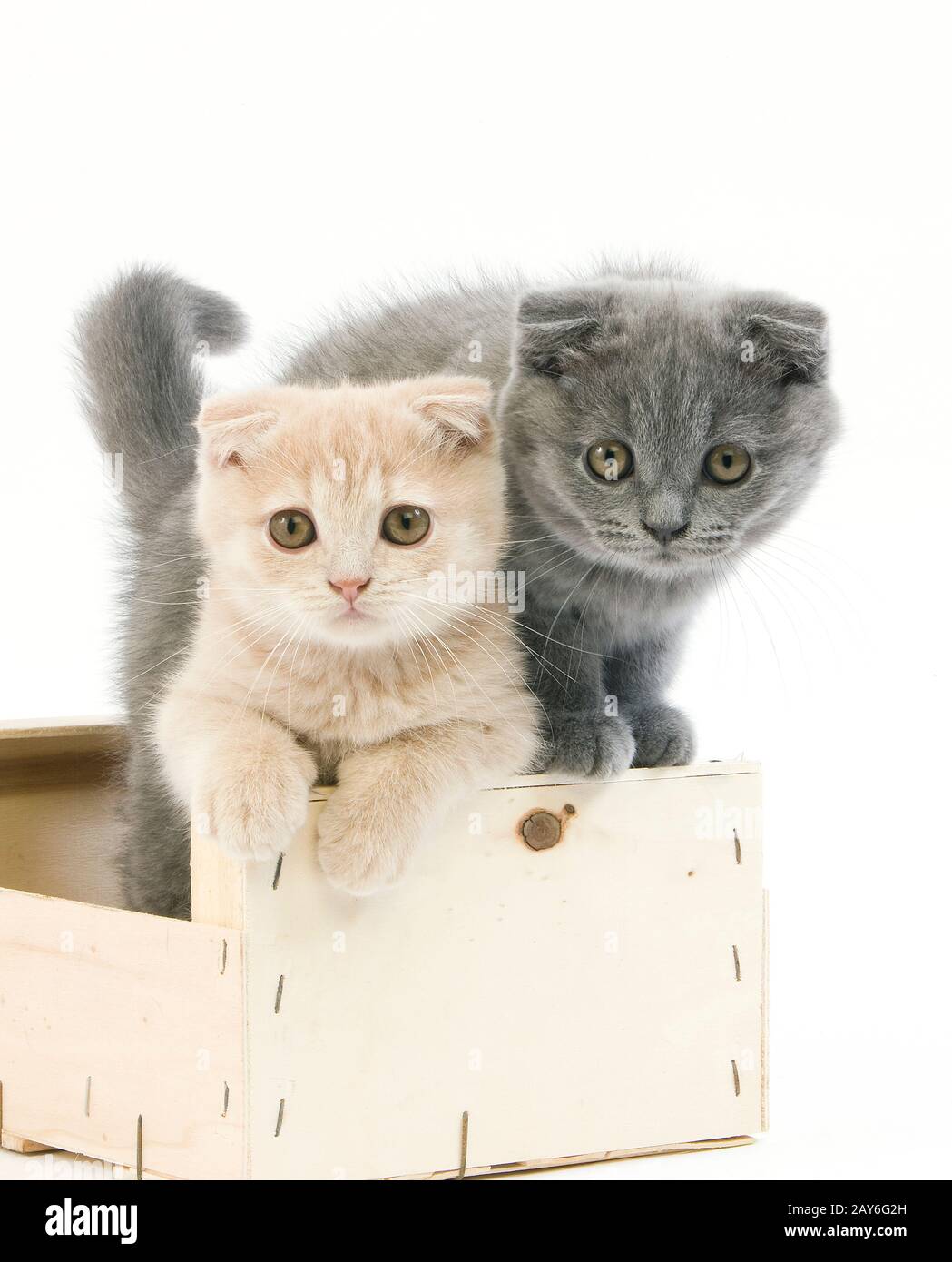 Blue Scottish Fold and Cream Scottish Fold Domestic Cat, 2 Months Old ...