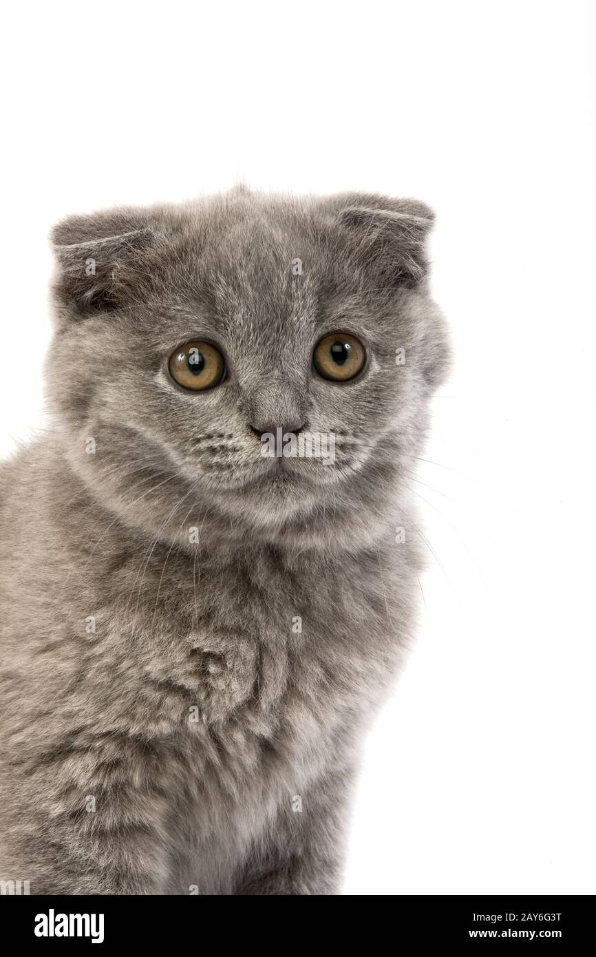 Blue scottish fold cat old hi-res stock photography and images - Alamy