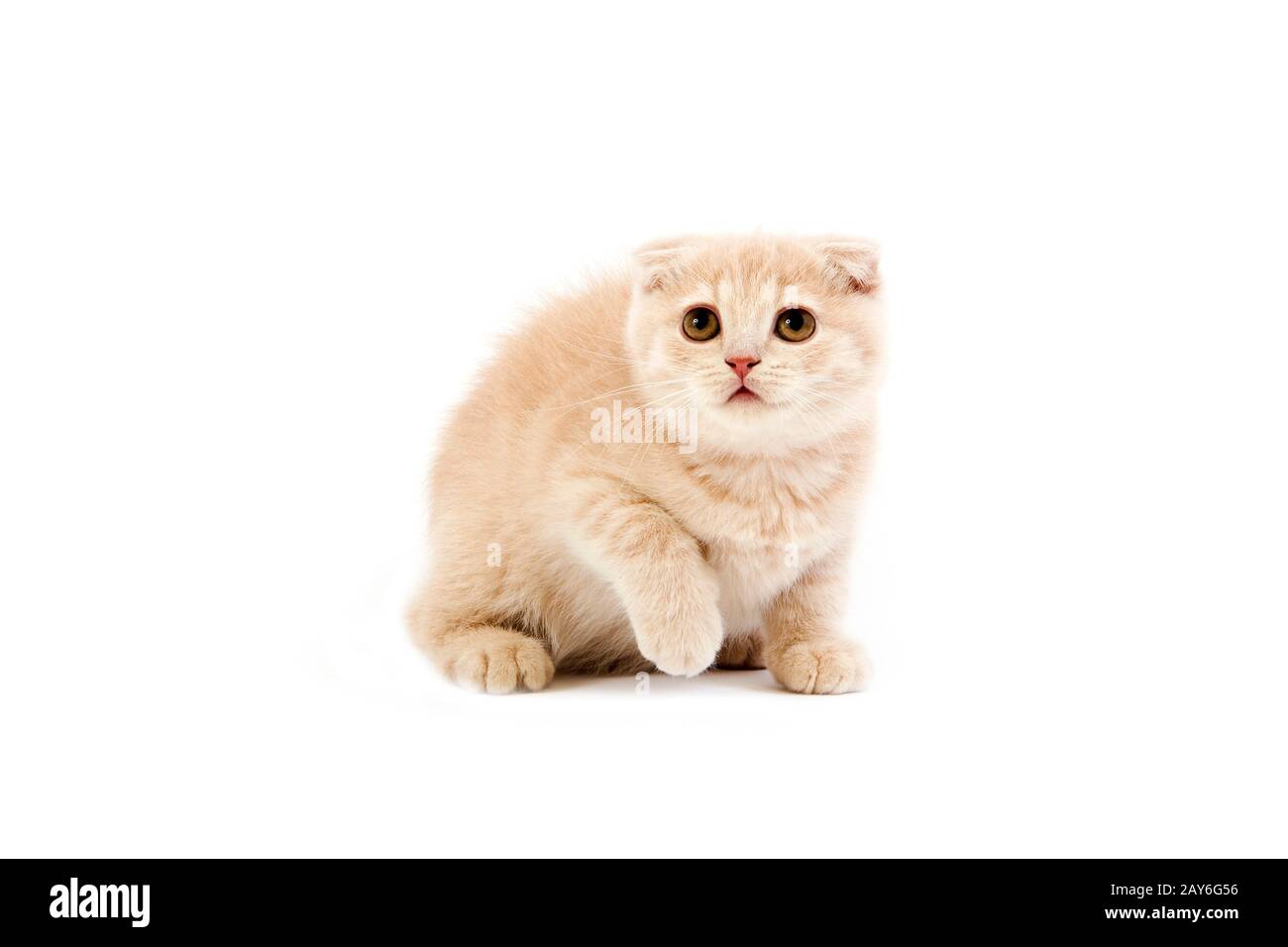 Cream Scottish Fold Domestic Cat, 2 Months Old Kitten against White ...