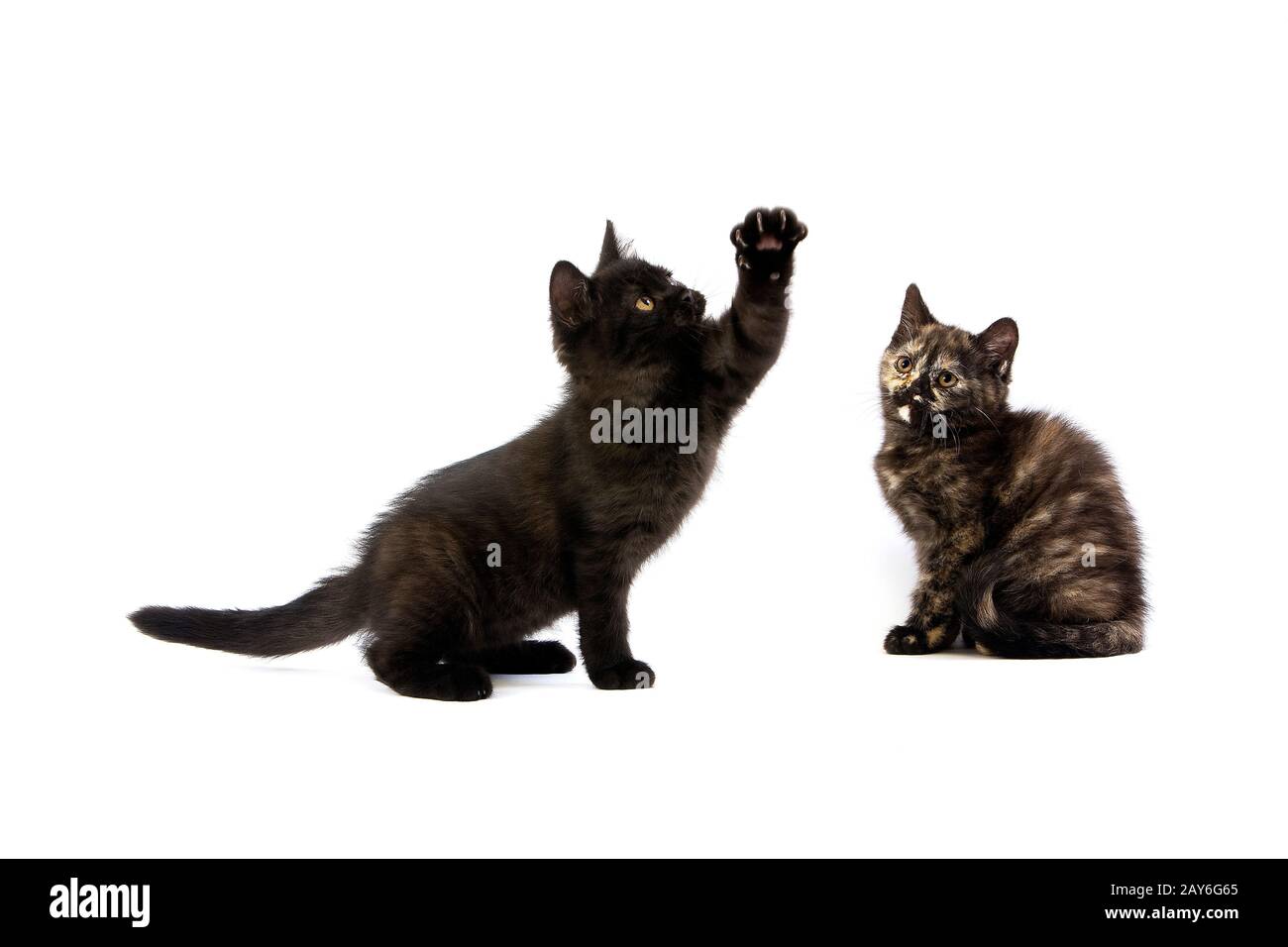 Black British Shorthair and Black Tortoise-shell British Shorthair ...
