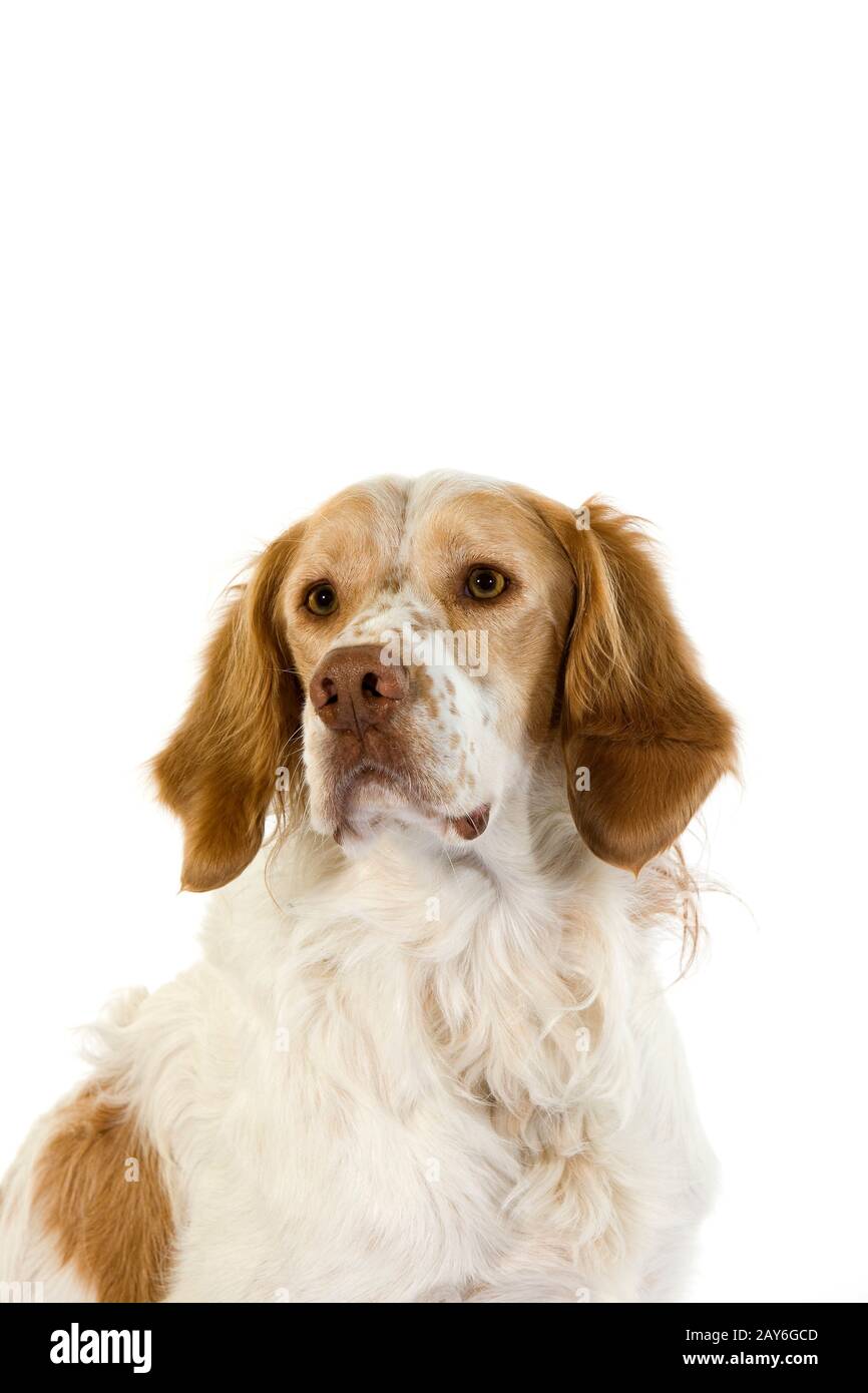 French Spaniel (Cinnamon Color), Portrait of Male against White ...